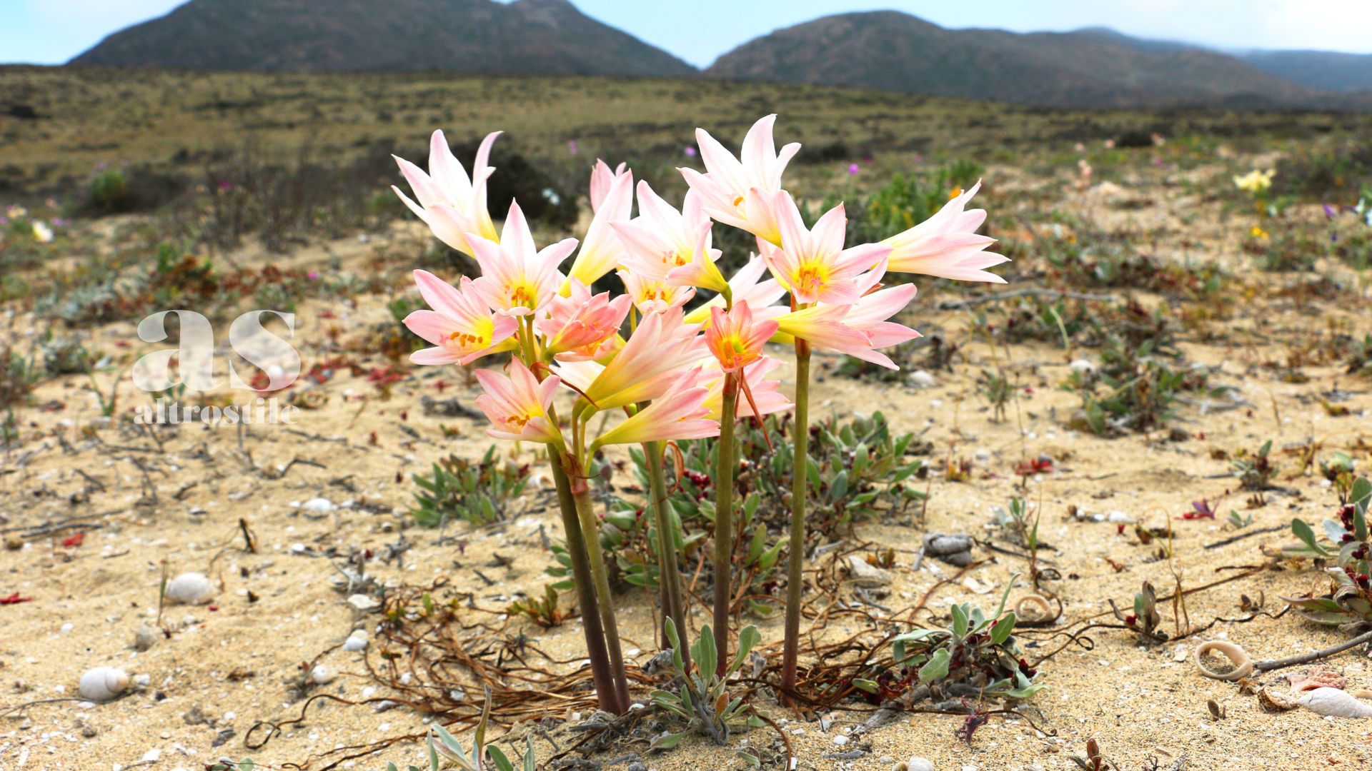 Resilienza: 6 Pratiche Per Rafforzare La Forza Mentale